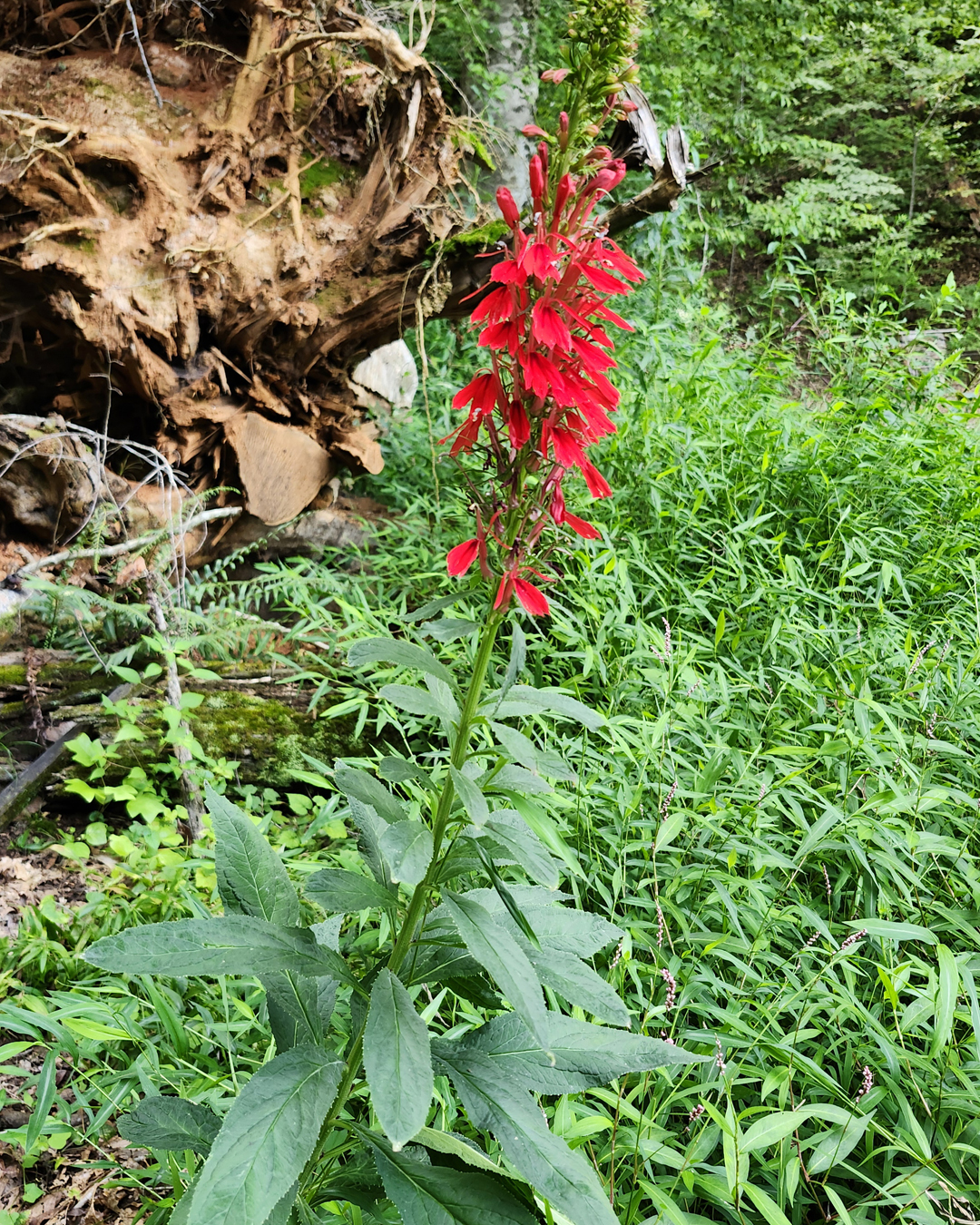 Take Action join the Care for Creation Garden Ministry – Transfiguration